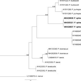 Phylogenetic Tree Based On ITS Sequences By Bayesian Inference
