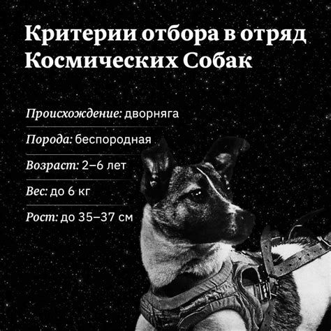 Сколько собак было в космосе: Лайка, Лисичка, Дезик, Цыган и другие ...