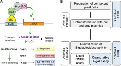 A Simple Quantitative Assay For Measuring 43 Off