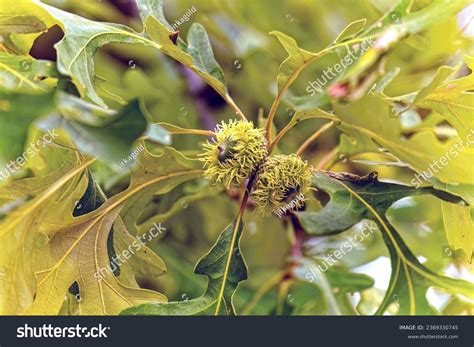 Folha De Quercus Macrocarpa Quercus Macrocarpa Michx Flora Mundial