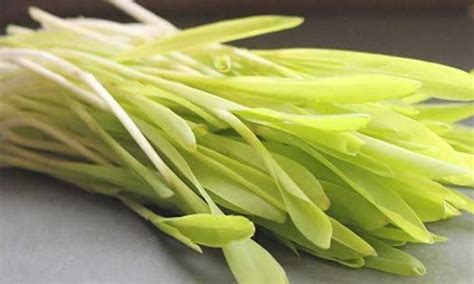 How To Grow Corn Microgreens In 6 Easy Steps