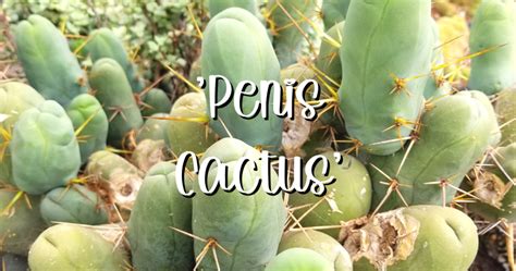 Penis Cactus Care And The Perfect Pot For Yours