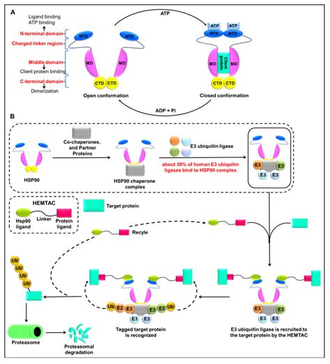 李敏勇教授课题组JMC基于HSP90的小分子蛋白降解剂HEMTAC的研究 X MOL资讯