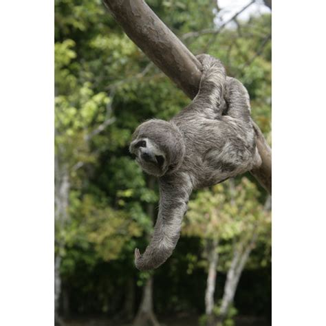 Millwood Pines Brown Throated Three Toed Sloth Bradypus Variegatus On Canvas Print Wayfair