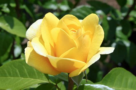 Happy Go Lucky Rose Bush Youngs Garden Center Roseburg Oregon
