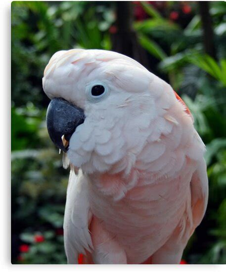 Pink Cockatoo Canvas Prints By Anndixon Redbubble
