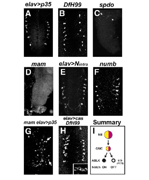 Requirement For Notch Signaling In Ablk Specification A H Expression