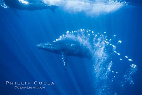 Humpback Whale Underwater Bubble Display, Megaptera novaeangliae, Maui ...