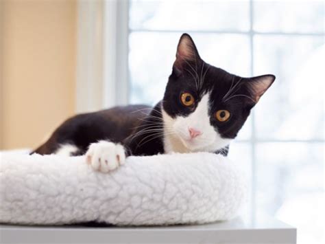 Top 440 Tuxedo Cat Names For Your Dapper Kitten 2024