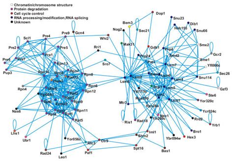 An MCODE Predicted Complex That Is Too Large Relaxed Parameters Download Scientific Diagram