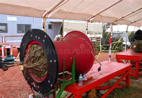 Chrstmas Trees In Machine Wrapping Them With Twine Stock Image Image