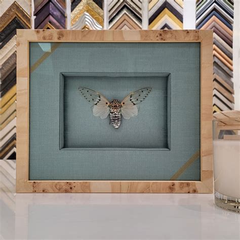 Ghost Cicada Colibri Framing