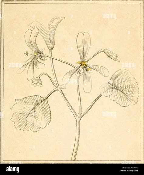 Elements Of The Science Of Botany 1809 Based On Linnaeus Classification System Presents