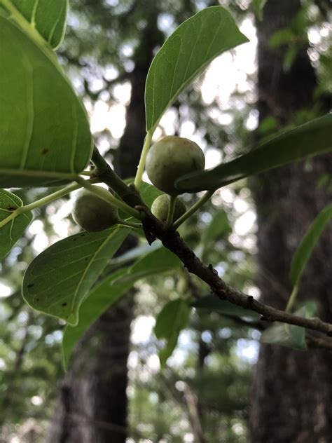 Shortleaf Fig Ficus Citrifolia On A Cypress Tree This Is One Of Two