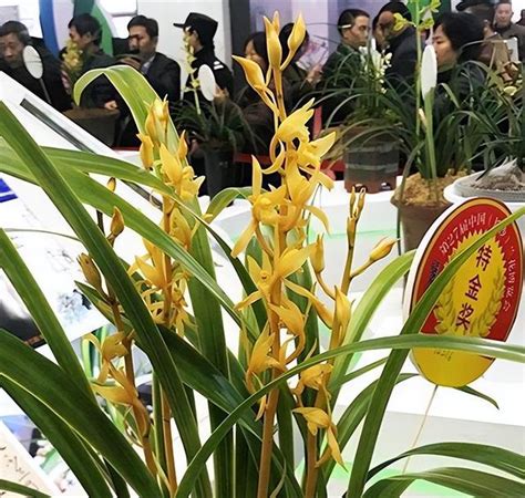 這款「稀有」蘭花，氣質非凡，通體金黃，香氣濃郁，遇見別錯過 每日頭條
