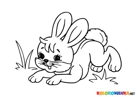 Królik Kolorowanka Do Druku Kolorowanki Do Druku