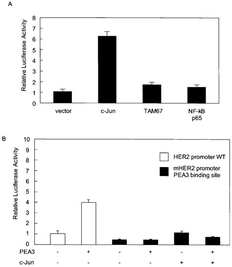 A Effect Of Exogenous C Jun Expression On The Transactivation