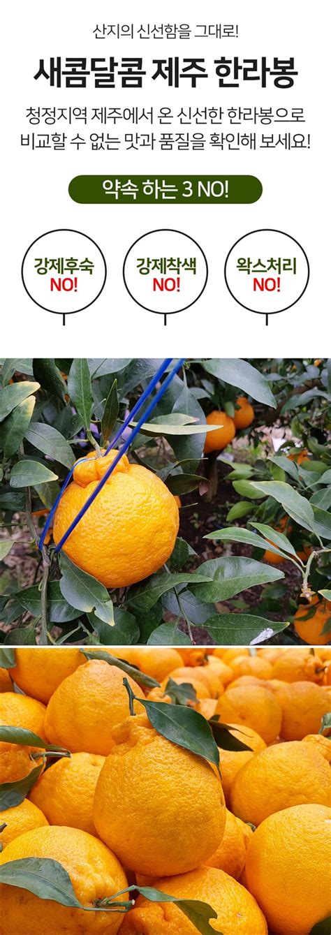 새콤달콤 제주 노지 한라봉 10kg 중소과 40~60과