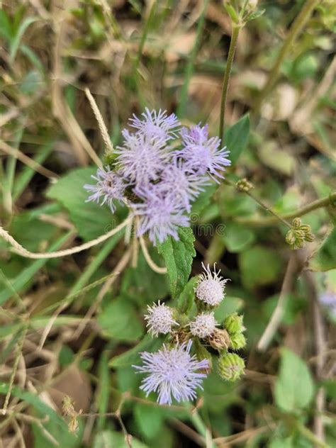 Flowers In Grass In The Field Stock Image Image Of Branch Prairie