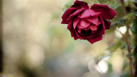 X Petals Flower Stem Red Rose Coolwallpapers Me