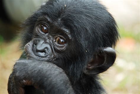 Sanctuaries Unaffected By Political Unrest In Democratic Republic Of