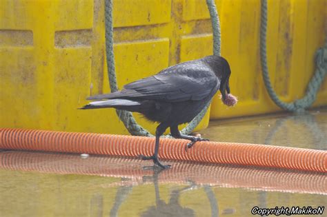 NPO法人札幌カラス研究会 on Twitter バフンウミをゲットしたボソさん ここでは普通の光景らしい カラス ハシボソガラス