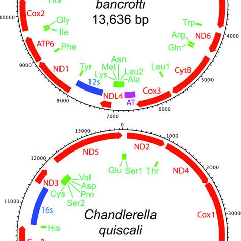 Mitochondrial Trna Structures The Features Of A Typical Trna Include Download Scientific