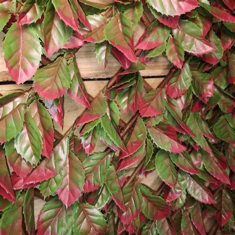 Samuel Alexander Artificial Red Beech Leaf Fence Garden Trellis Homebase