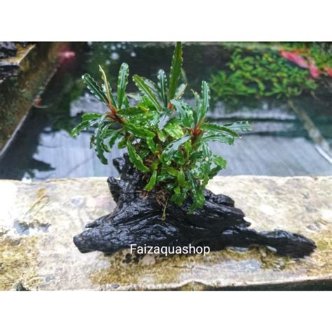 Jual Bucephalandra Aquascape Onwood Shopee Indonesia