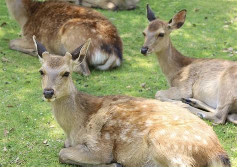 라쿠투어 오사카 나라 고베 일일 버스투어 사슴공원아리마온천하버랜드