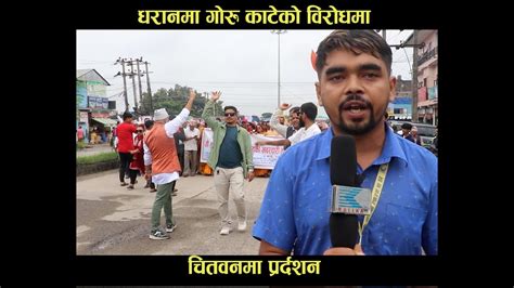 धरानमा गोरु काटेको विरोधमा चितवनमा प्रर्दशन । Youtube