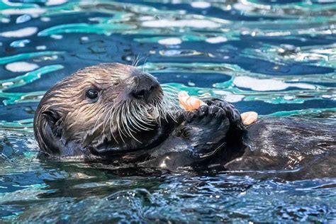 Baby Sea Otter