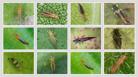 20 Faqs About Thrips Identification Damage And Control