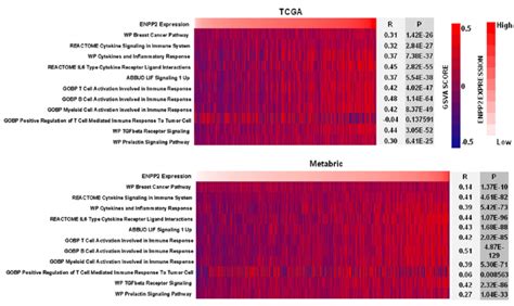 Gene Set Variation Analysis Gsva For Enpp2 In Tcga And Metabric Data