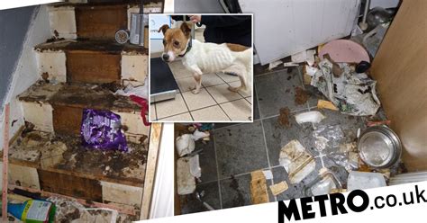 Woman Banned From Keeping Pets After She Let Two Cats Starve To Death