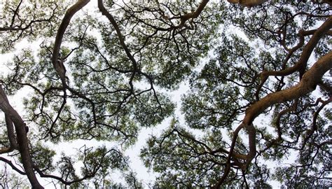 What Plants Live In The Canopy Layer Sciencing