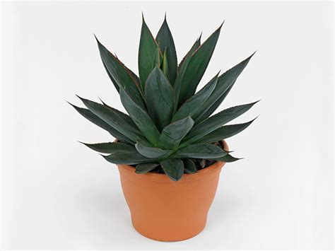 Agave Varieties Global Flowers Club