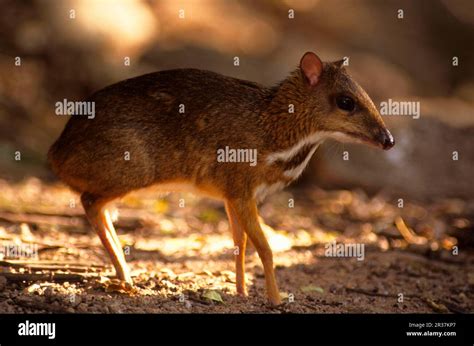 Java Mouse Deer Tragulus Javanicus Lesser Malay Chevrotain