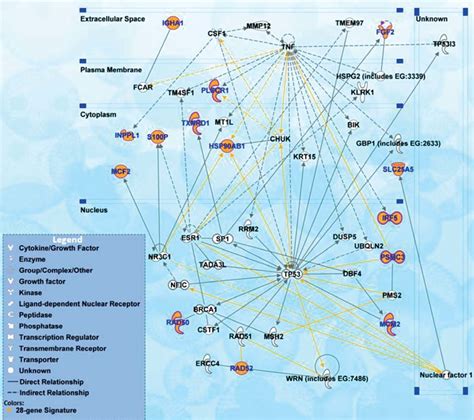 Functional Pathway Analysis Of The 28 Gene Prognostic Signature Using