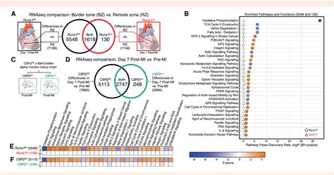 Figure 2 From Ribonucleicacid Interference Or Small Molecule Inhibition Of Runx1 In The Border