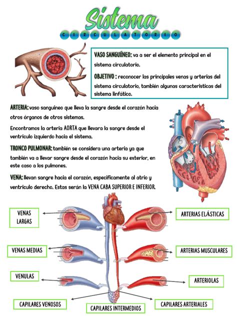 Sistema Circulatorio Pdf Artería Vena