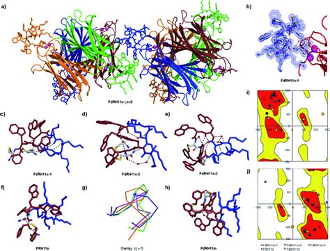 X Ray Crystal Structure Of Fucosylated Analogs Of Rh11 In Complex With