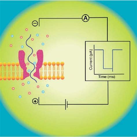 Principle Of Nanopore Sensing Experimental Set Up For Nanopore Sensing Download Scientific