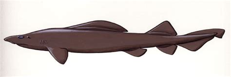Isuridae
