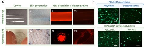 Ex Vivo Characterization Of Medical Devices For Prospective Vaccine Download Scientific Diagram