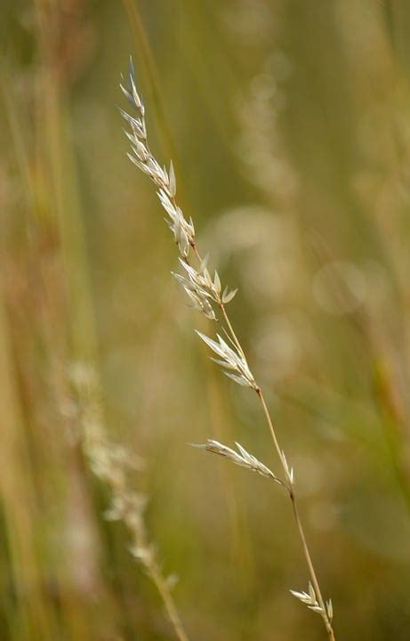 Grass Blades Of Meadow Free Photo On Pixabay Pixabay