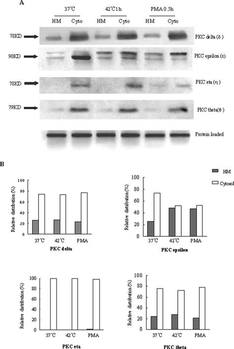 Effects Of Heat Shock And Pma On The Cytosolic And Membrane Levels Of