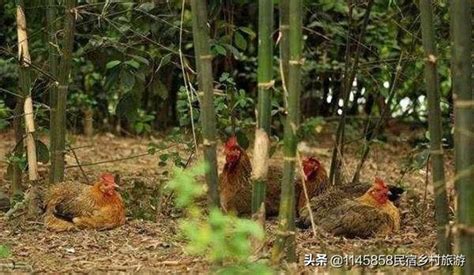 湖州藏個頗具特色的一福民宿，自家散養生態土雞！帶娃挖筍吃雞去 每日頭條