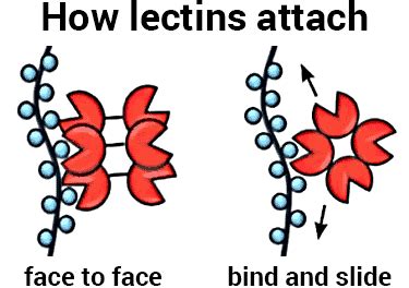 Lectin Food Chart A Visual Reference Of Charts Chart Master