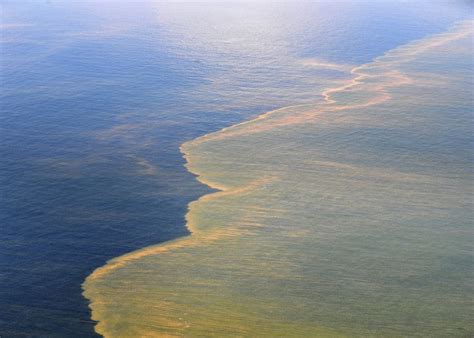 The Deepwater Horizon Oil Spill Was 8 Years Ago The Ocean Is Still Struggling To Recover